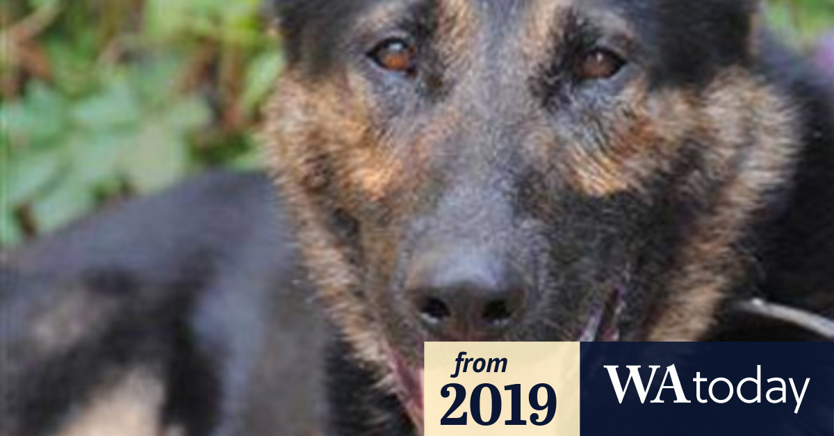 Perth car chase ends with injured police officer, police dog punched in ... Perth car chase ends with injured police officer, police dog punched in ...